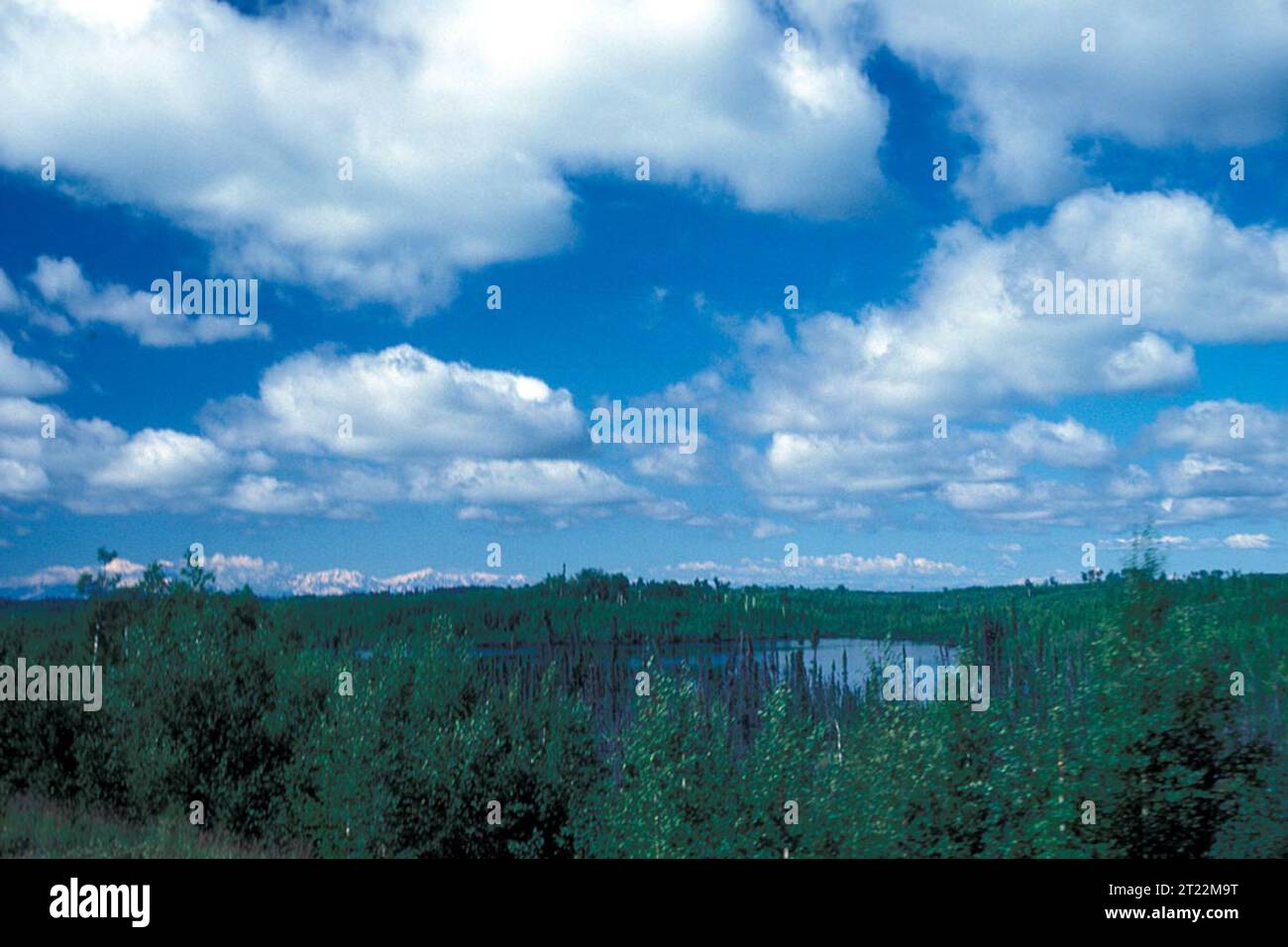 Thick low growing spruce and birch forest surrounding pond. Subjects ...