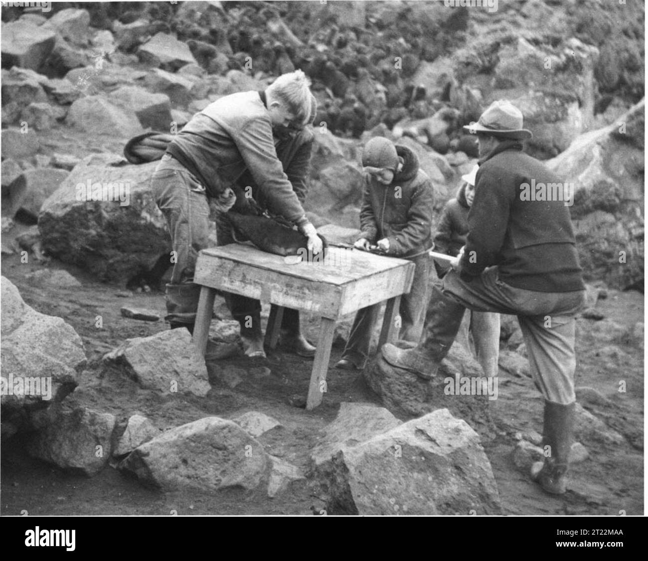 Crew rookery Black and White Stock Photos & Images - Alamy