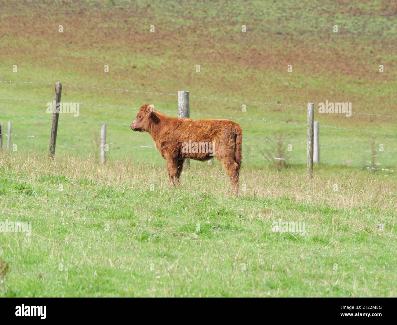 A young Highland cattle still without horns and with brown shaggy coat ...