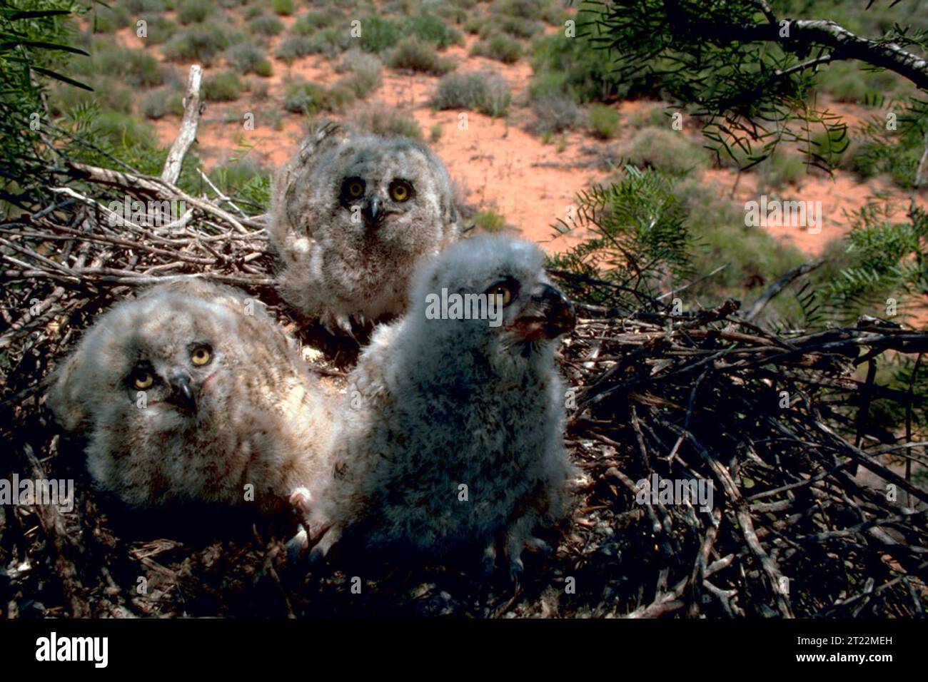 A 3-week-old great horned owl is pictured in its early stages of ...