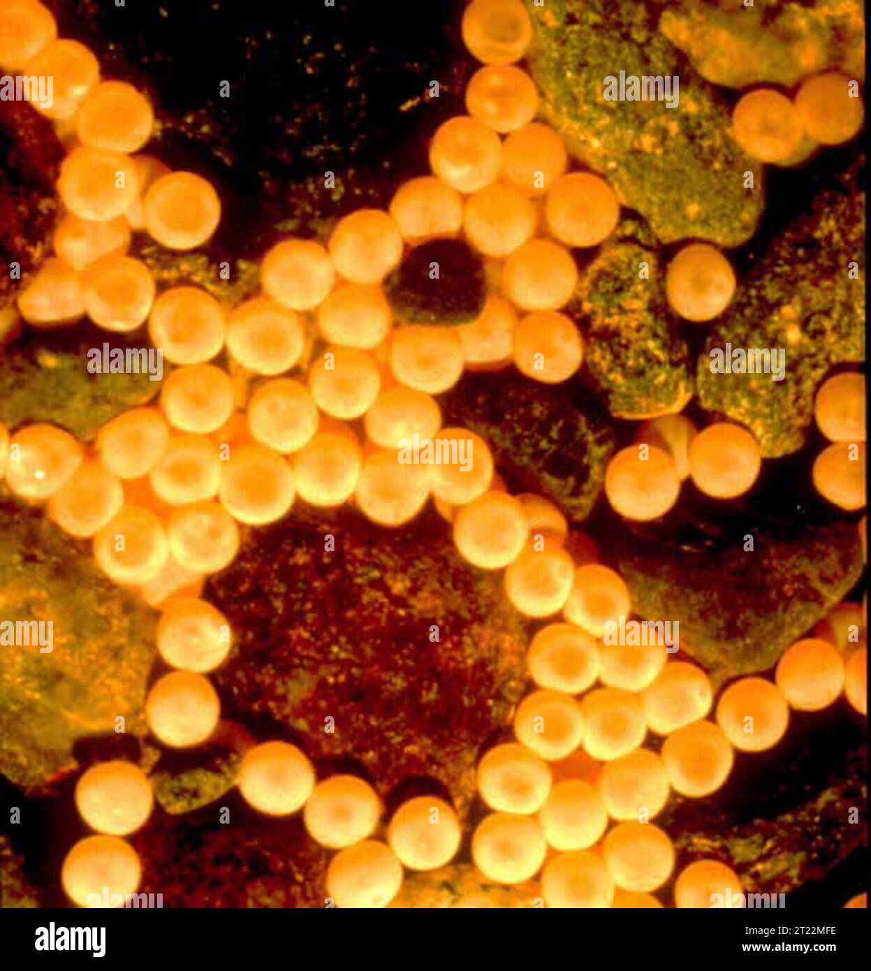 Young salmon fry emerge from their eggs in a hatchery setting, marking ...