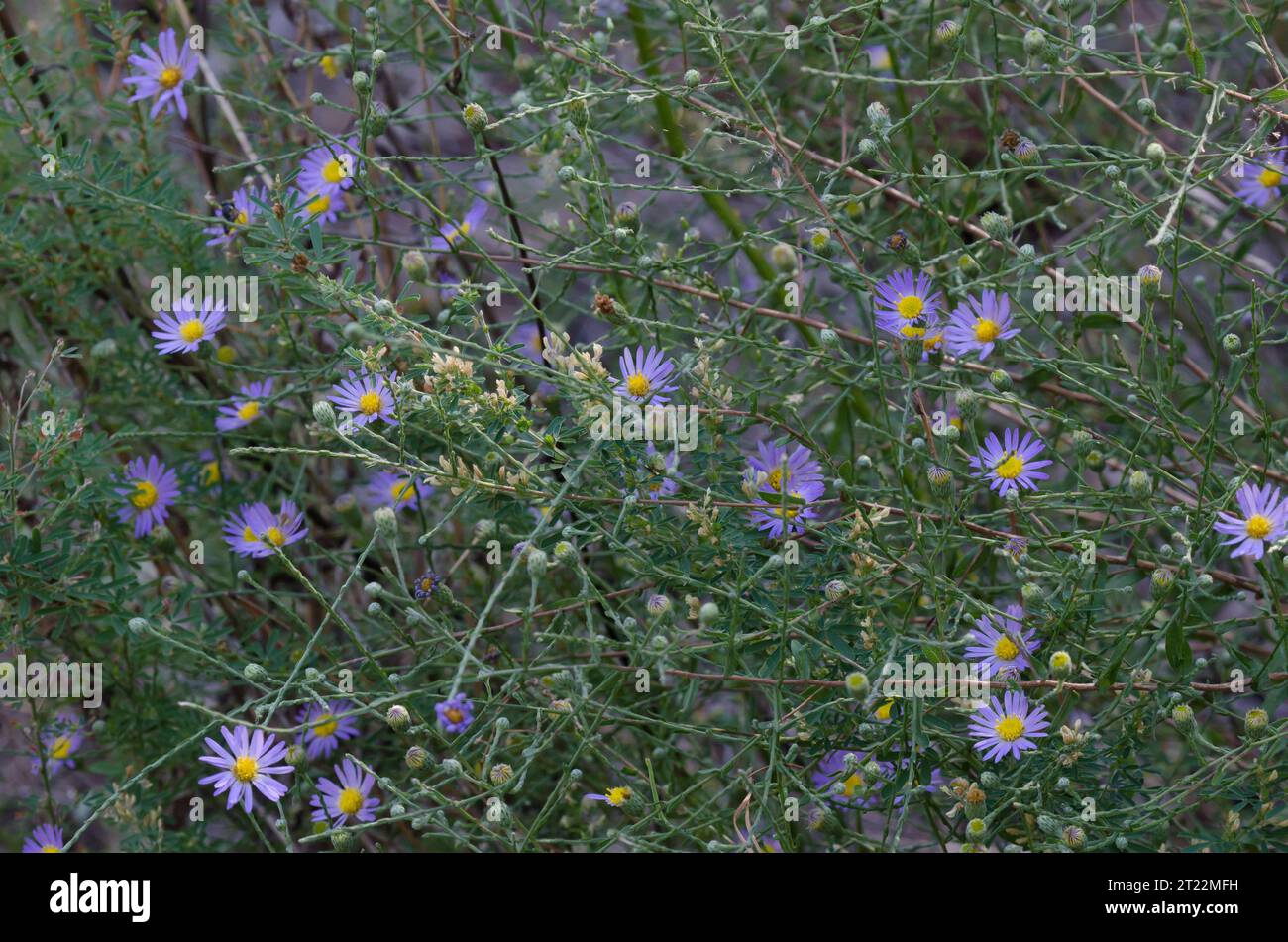 Aster, Symphyotrichum sp Stock Photo - Alamy