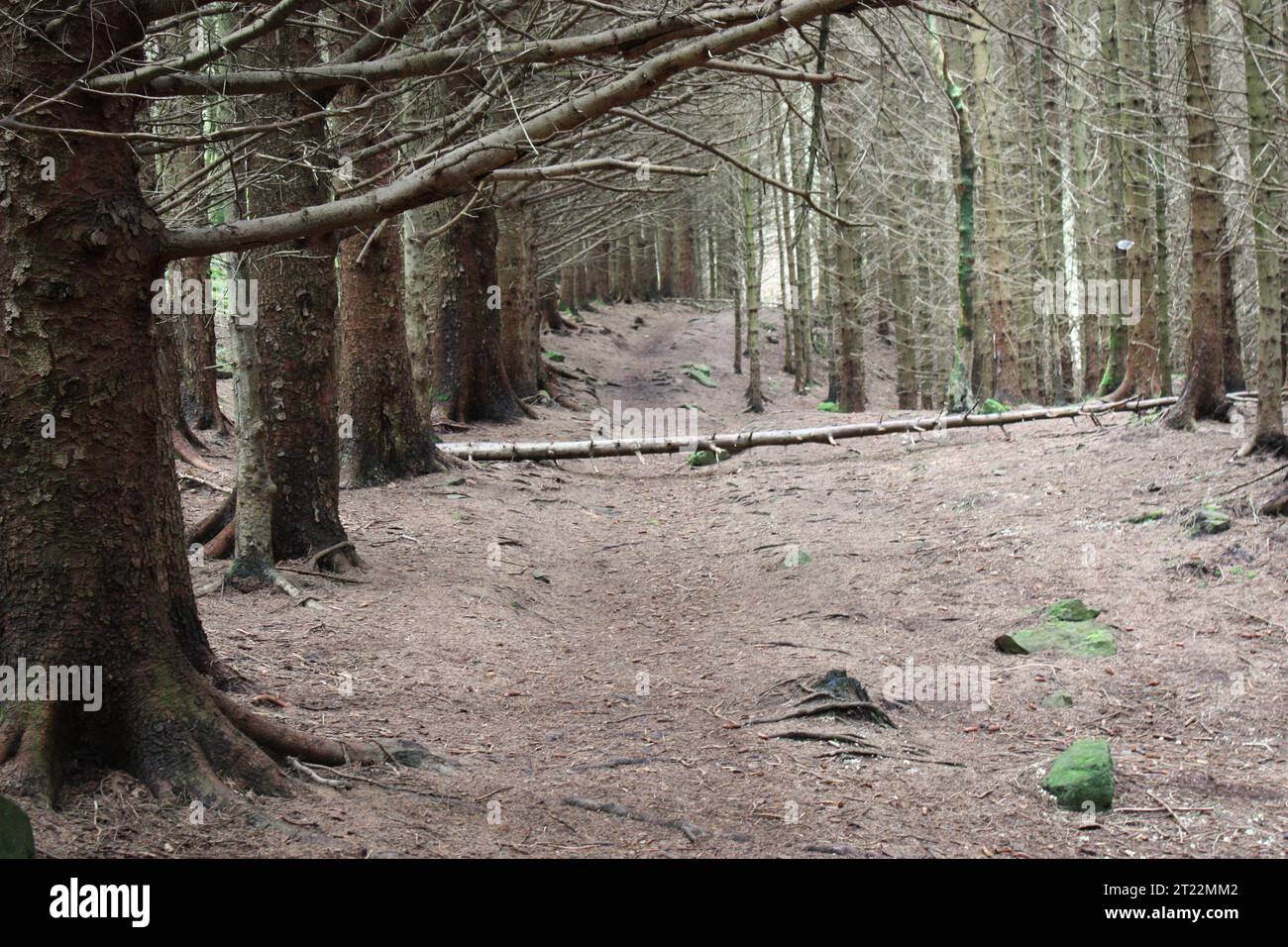 Obstruction by a fallen tree hi-res stock photography and images - Alamy
