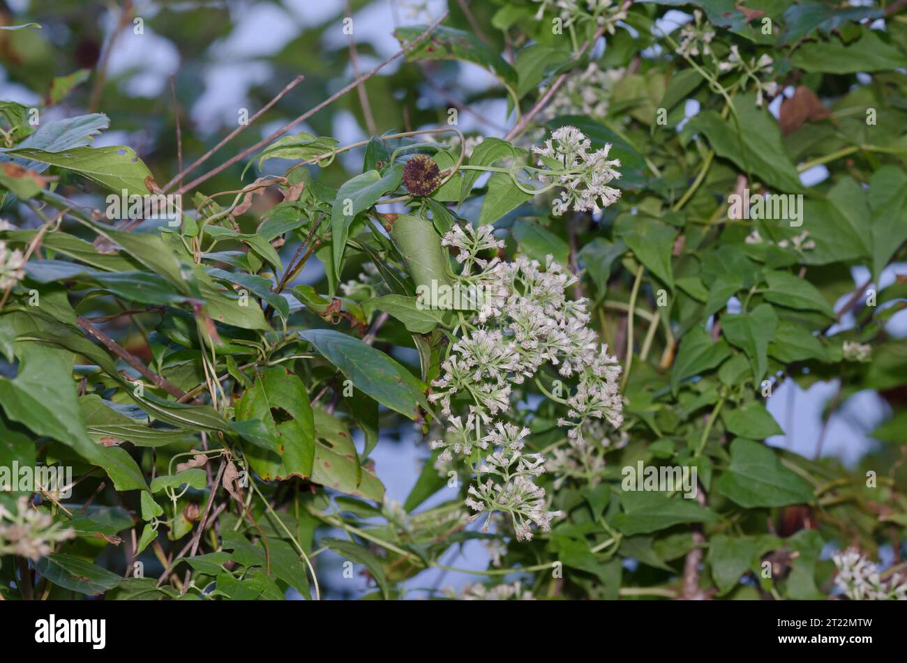 Climbing Hempvine, Mikania scandens Stock Photo - Alamy