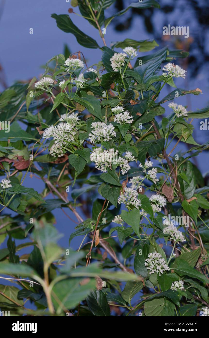 Climbing hemp vine hi-res stock photography and images - Alamy