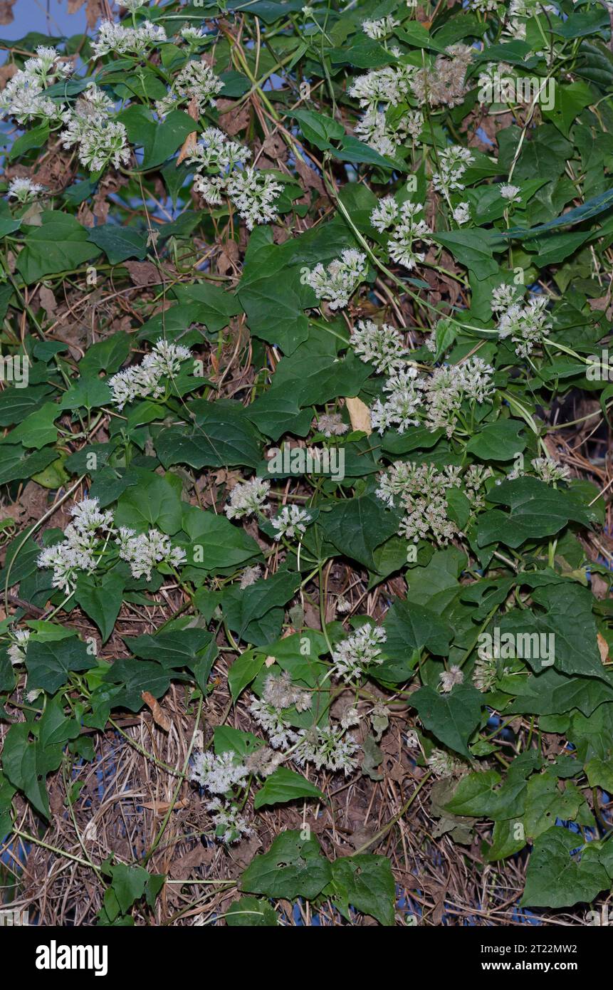 Climbing Hempvine, Mikania scandens Stock Photo - Alamy