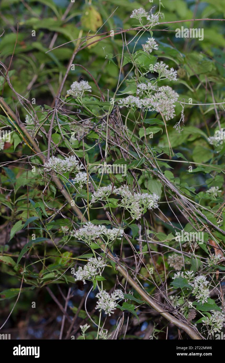 Mcgee creek state park hi-res stock photography and images - Alamy