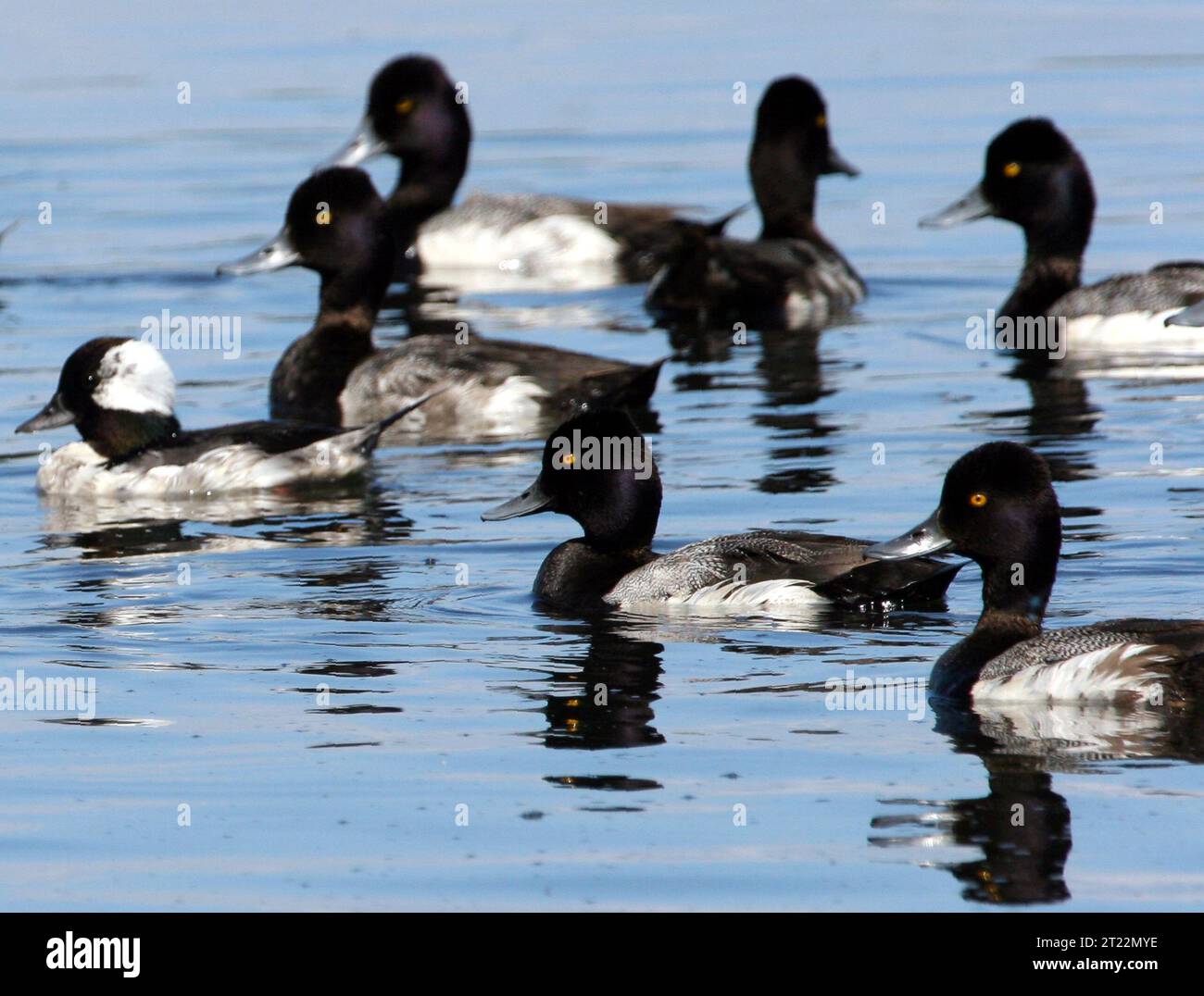 This image was taken at Lake Hood, Anchorage, Alaska. The Bufflehead ...