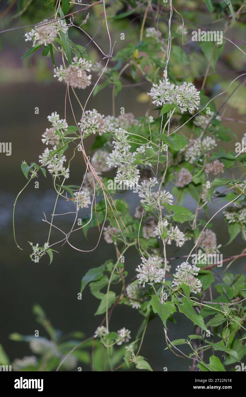 Climbing Hempvine, Mikania scandens Stock Photo - Alamy