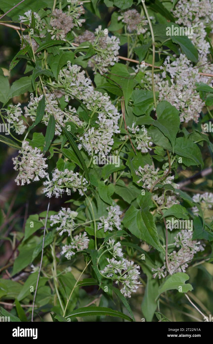 Mcgee creek state park hi-res stock photography and images - Alamy