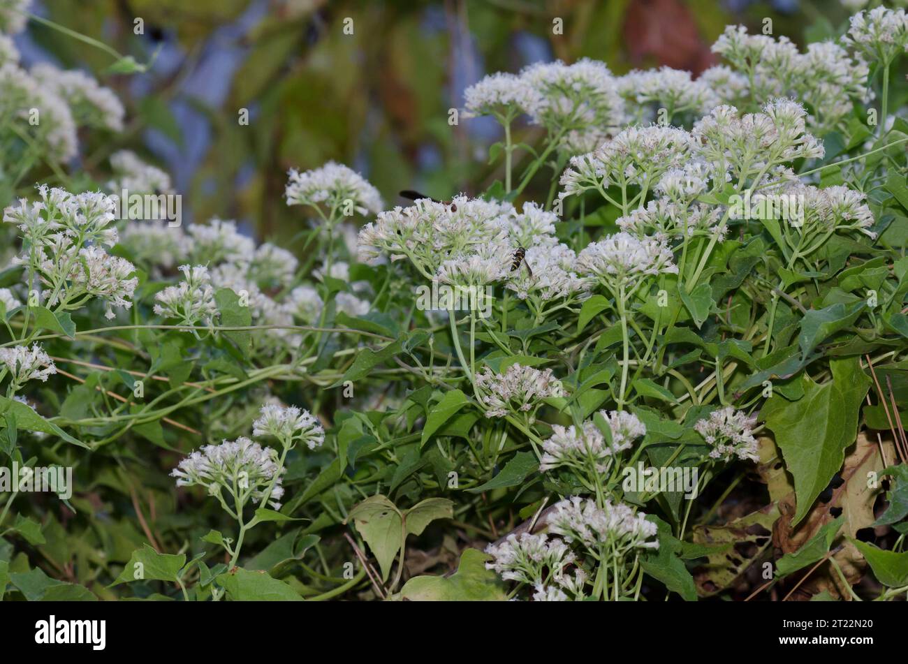 Climbing Hempvine, Mikania scandens Stock Photo - Alamy