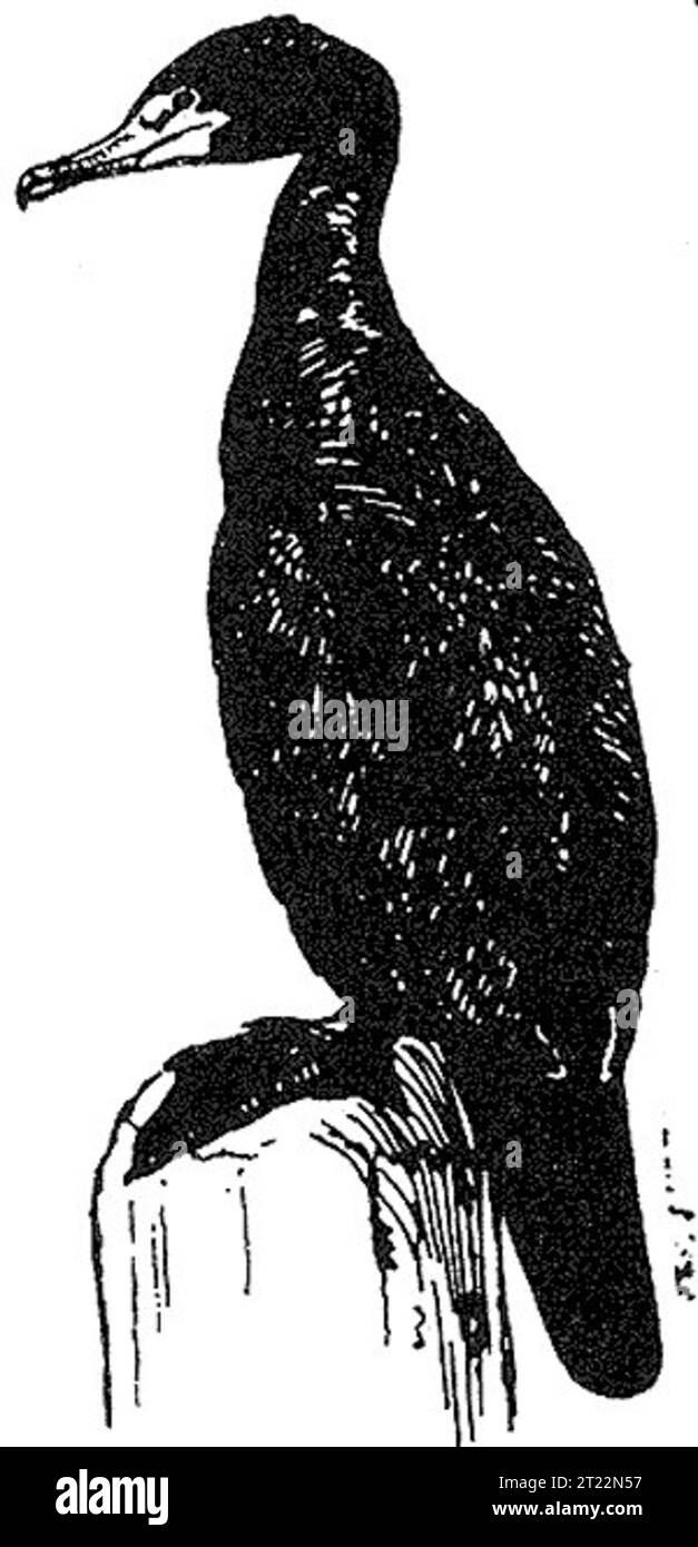 A cormorant is depicted in line art, illustrating the aquatic bird’s ...
