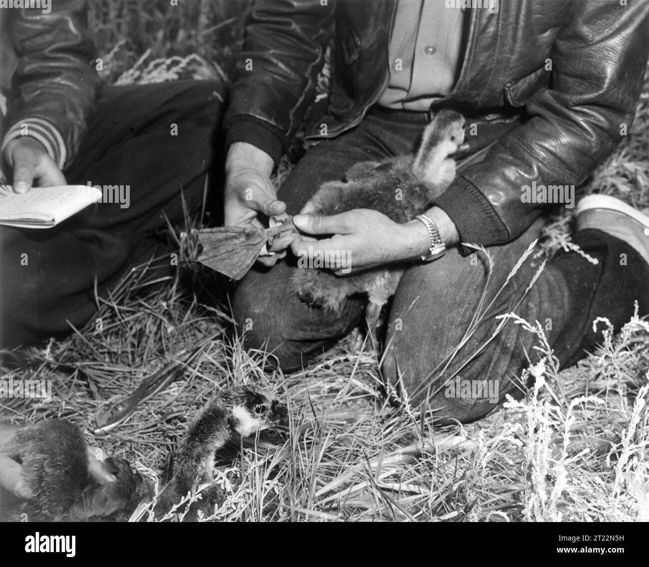 A Canada goose is being banded during the 2008 Waterfowl Survey ...
