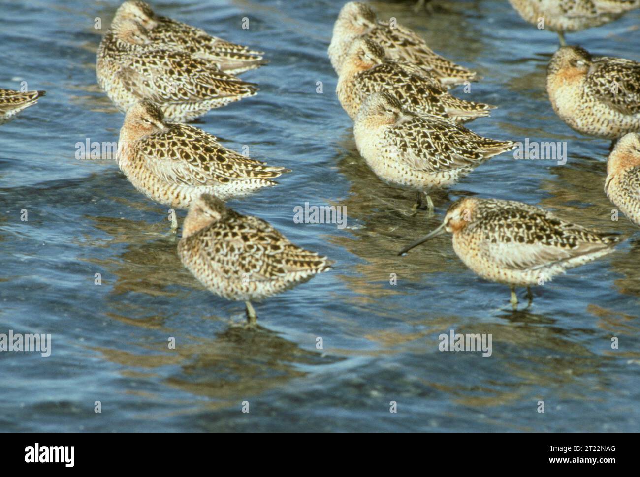 Creator: Menke, Dave. Subjects: Species; Birds; Shorebirds; Alaska ...