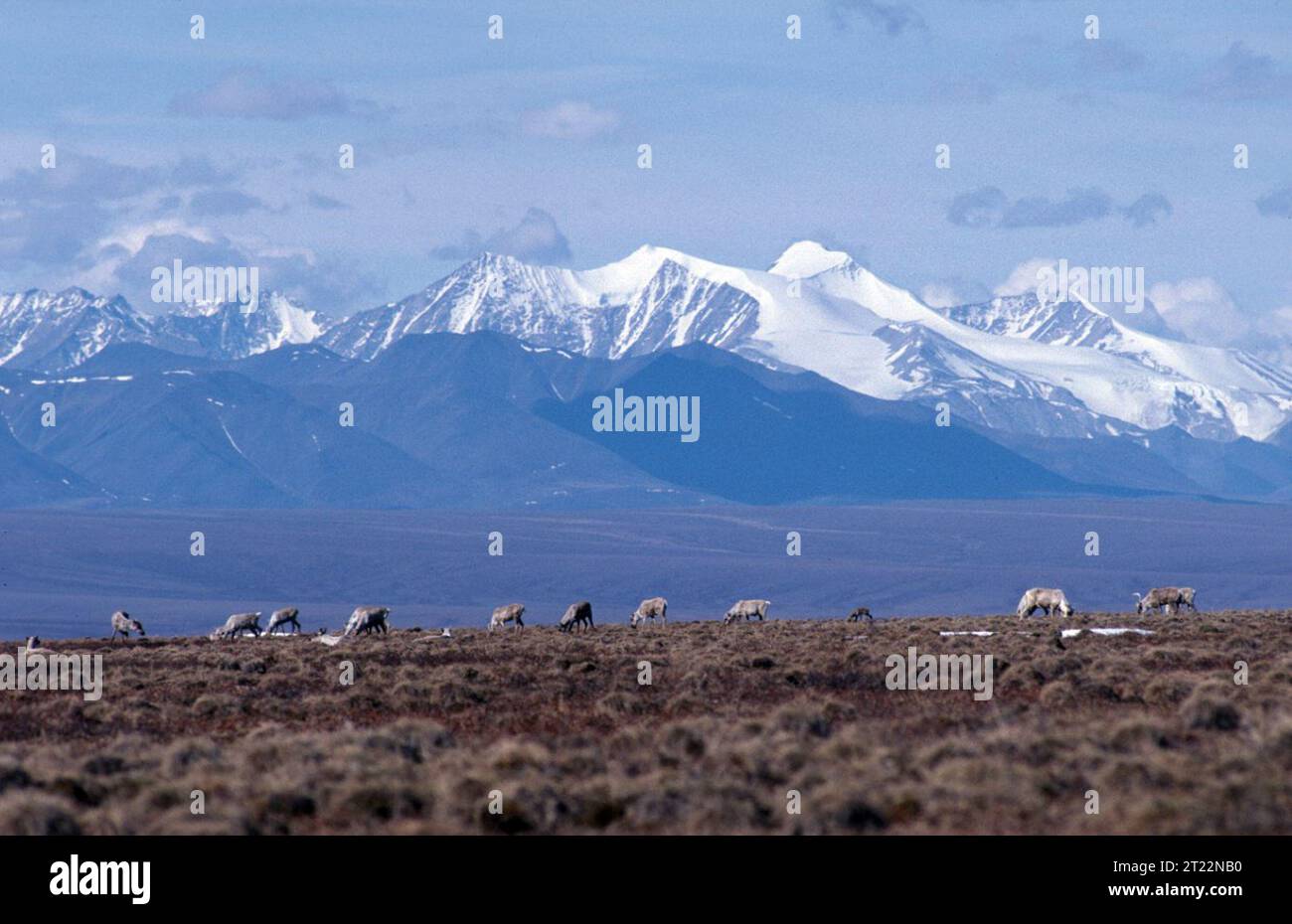 Caribou on the 1002 Area of the Arctic Refuge coastal plain, with the ...
