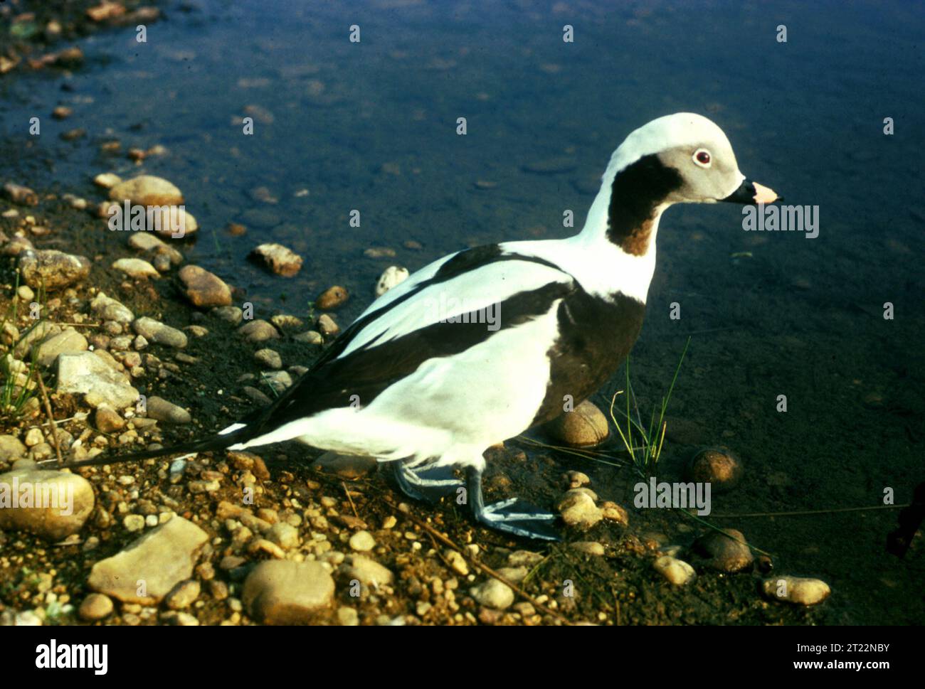 The old squaw, also known as the long-tailed duck, is a waterfowl ...