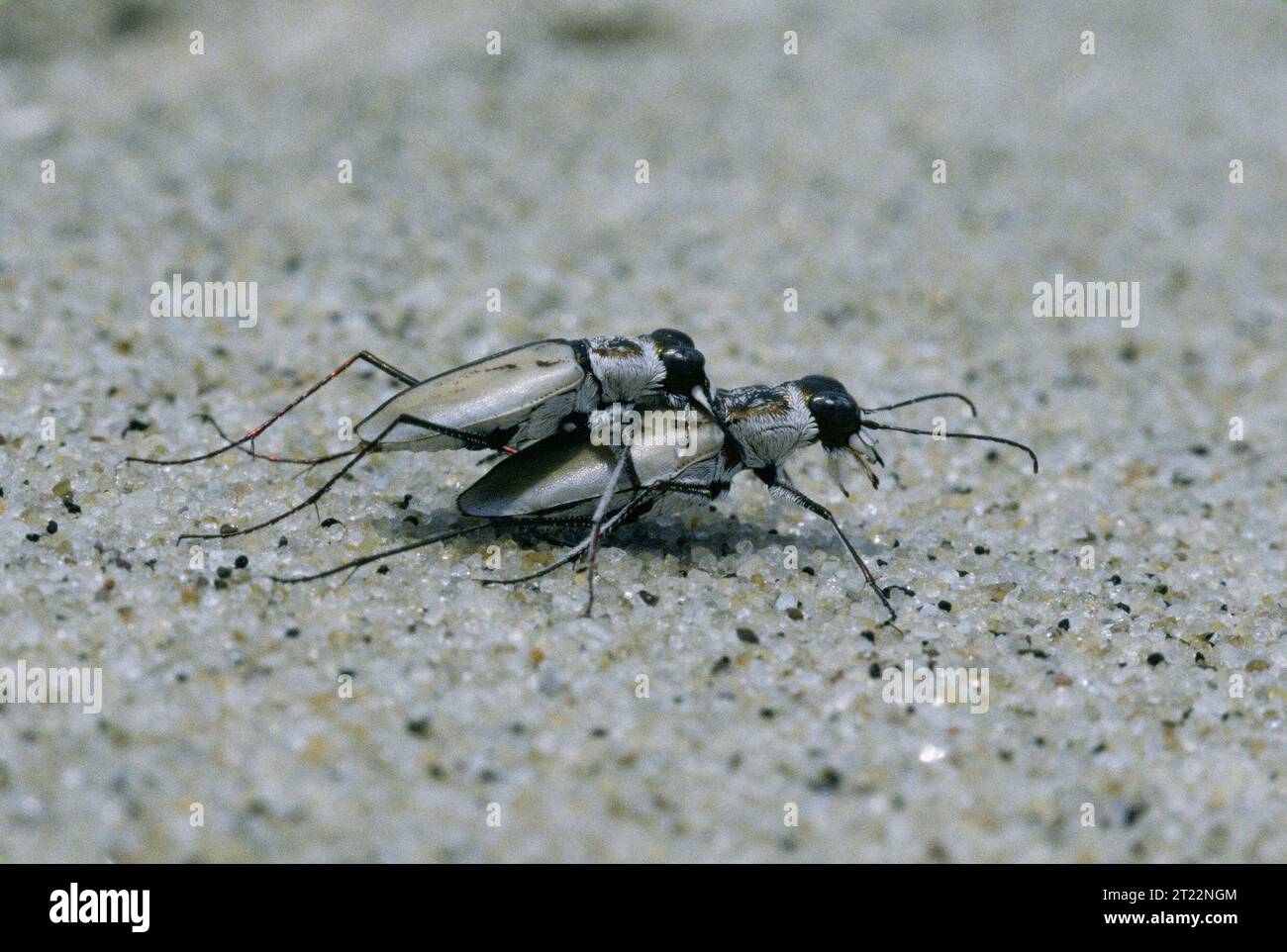 Two northeastern tiger beetles on the beach. For more information on ...