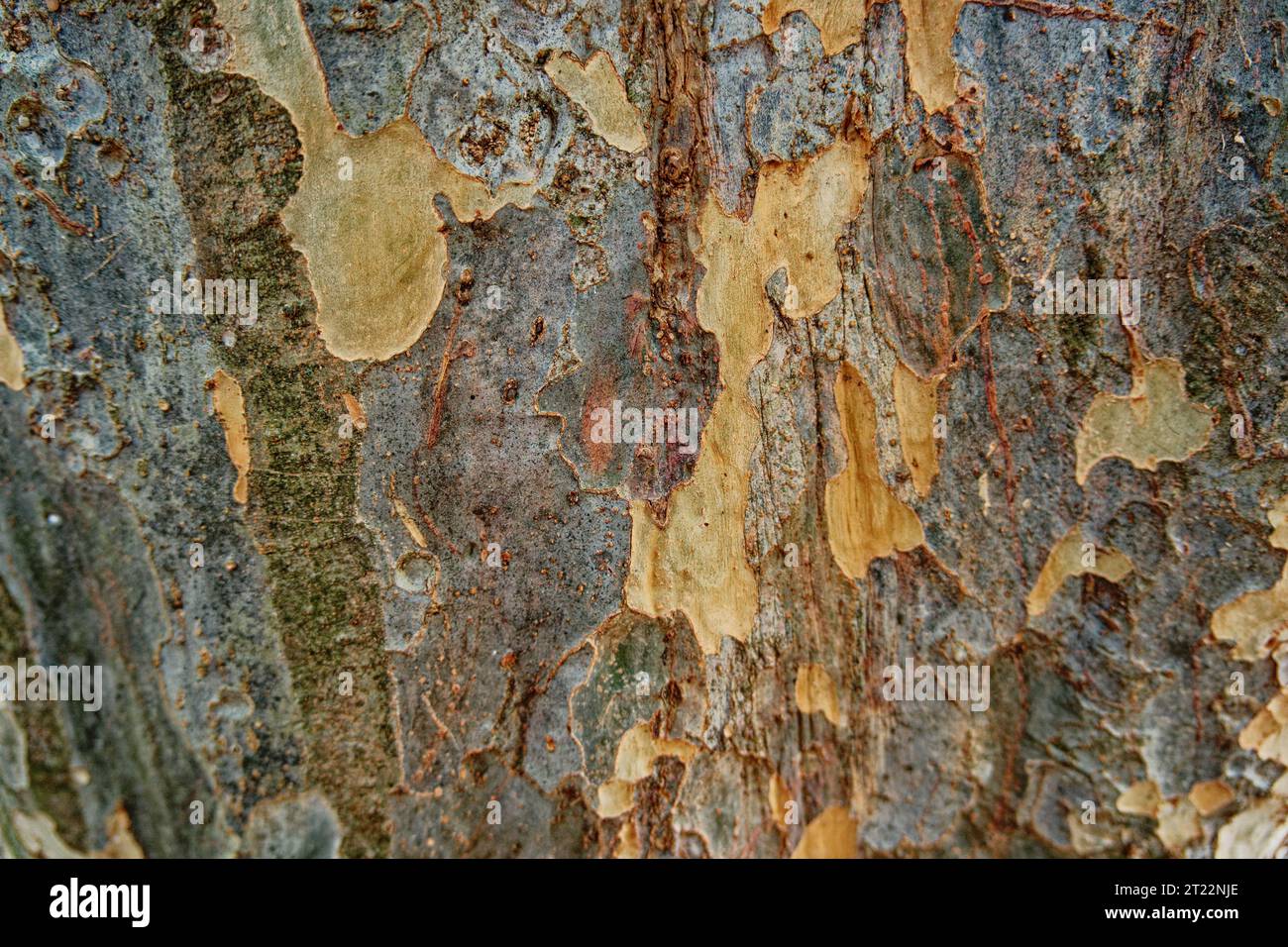 Tree bark of an Chinese elm closeup view backgrounds wallpaper copy ...