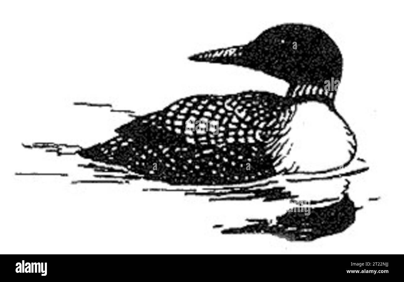 Gavia immer. Creator: Hines, Robert W. Subjects: Birds; Birds; swimming ...