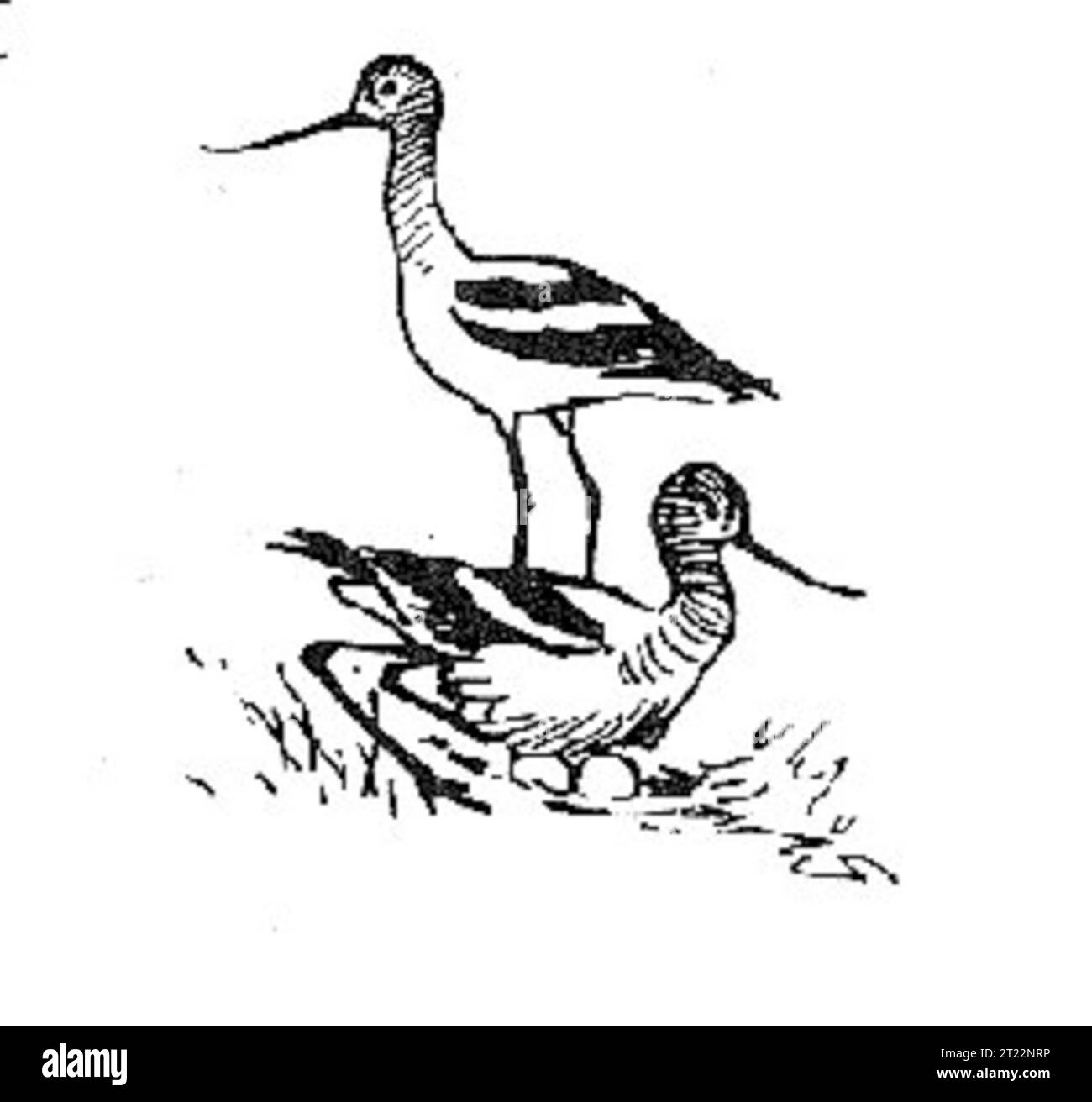 Recurvirostra americana. Creator: Hines, Robert W. Subjects: Birds ...