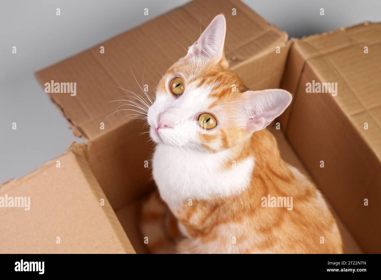 Playful ginger kitten in a cardboard box. Orange young cat close up Stock Photo - Alamy