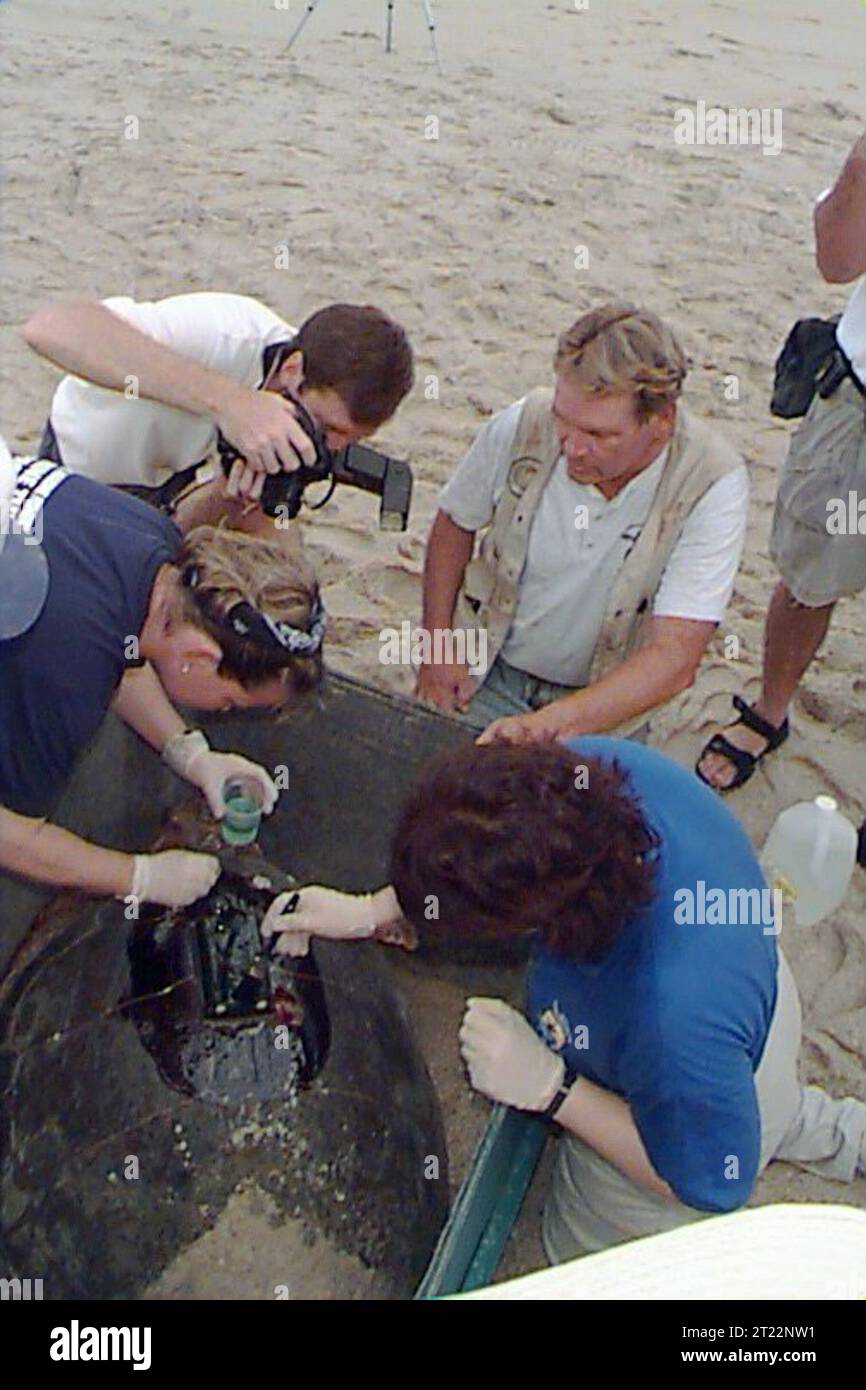 Loggerhead sea turtle with satellite transmitter hi-res stock ...