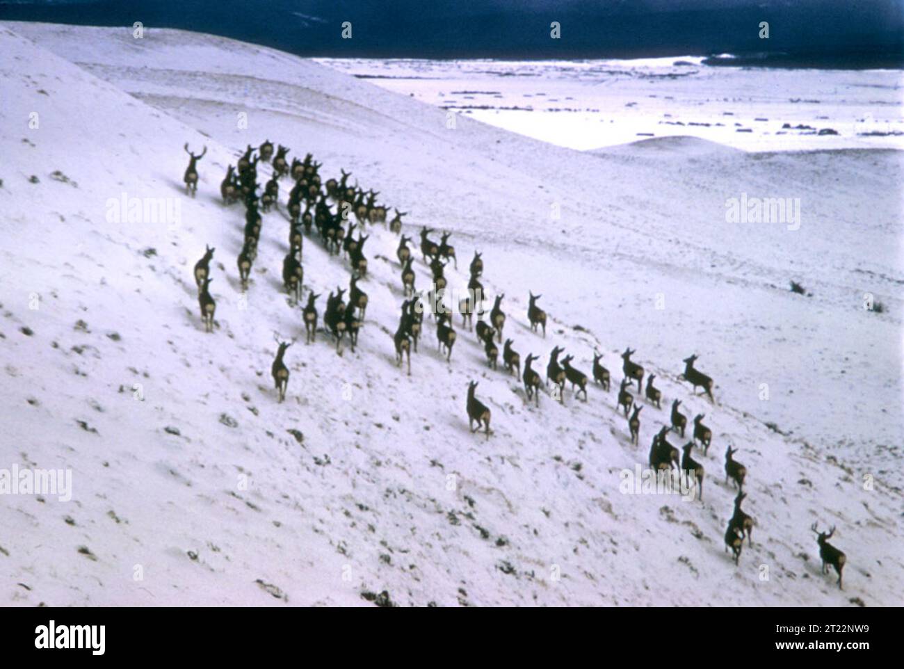 Creator: Heffernan, David. Subjects: Mammals; wildlife; animals; deer ...