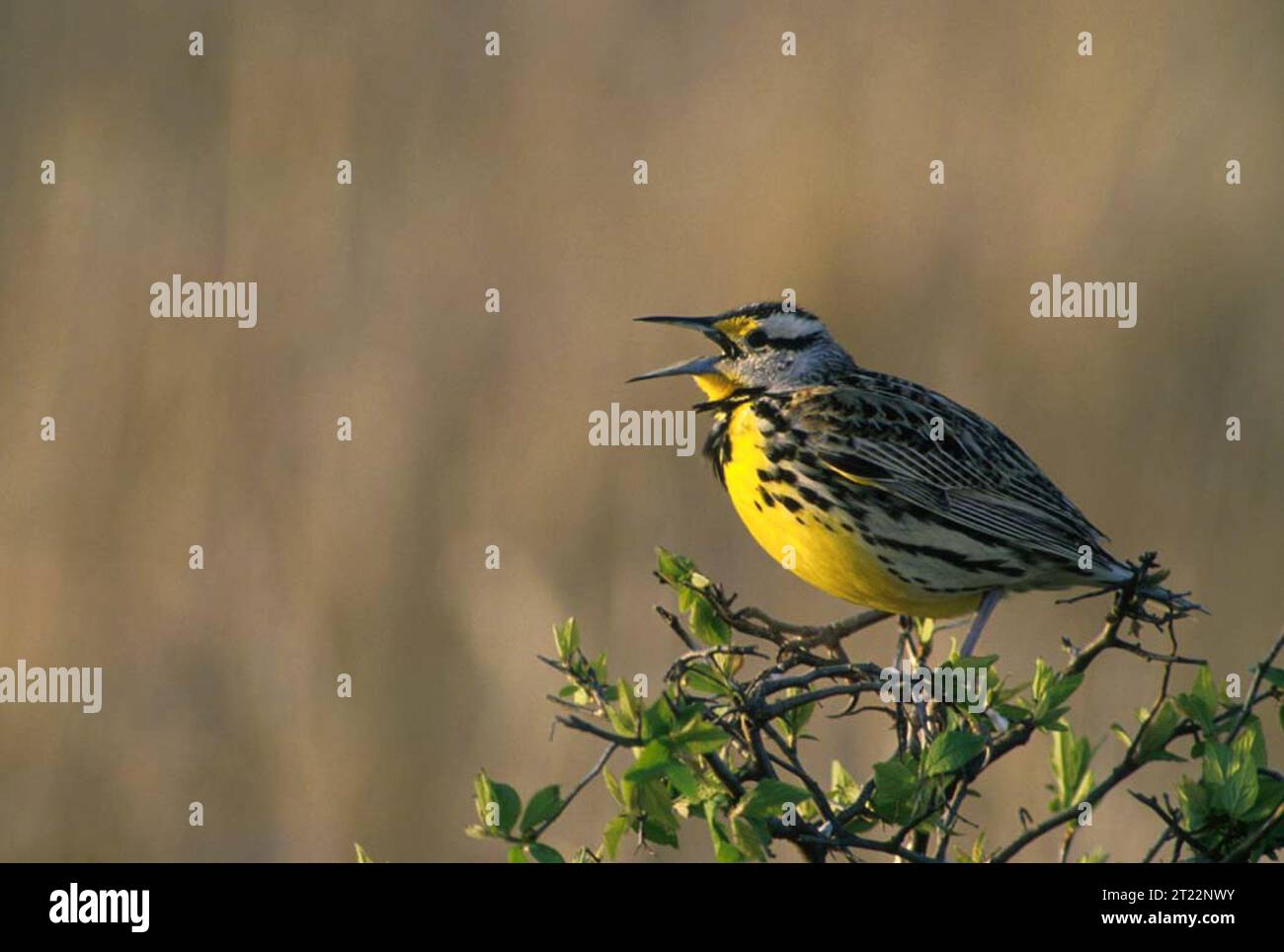 Creator: Hollingsworth, John and Karen. Subjects: Birds;Kansas ...