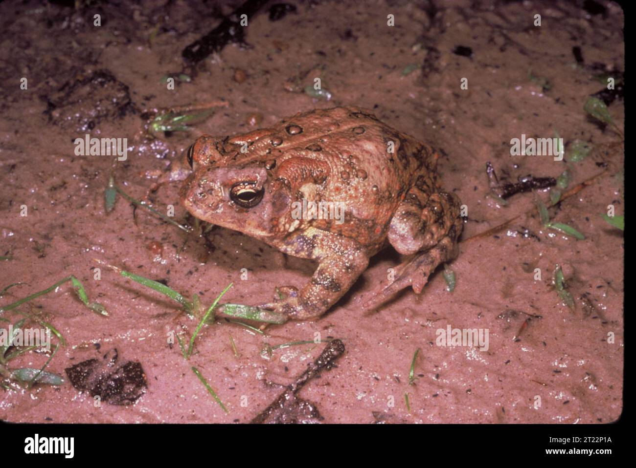 A Houston Toad, an endangered amphibian species native to Texas ...
