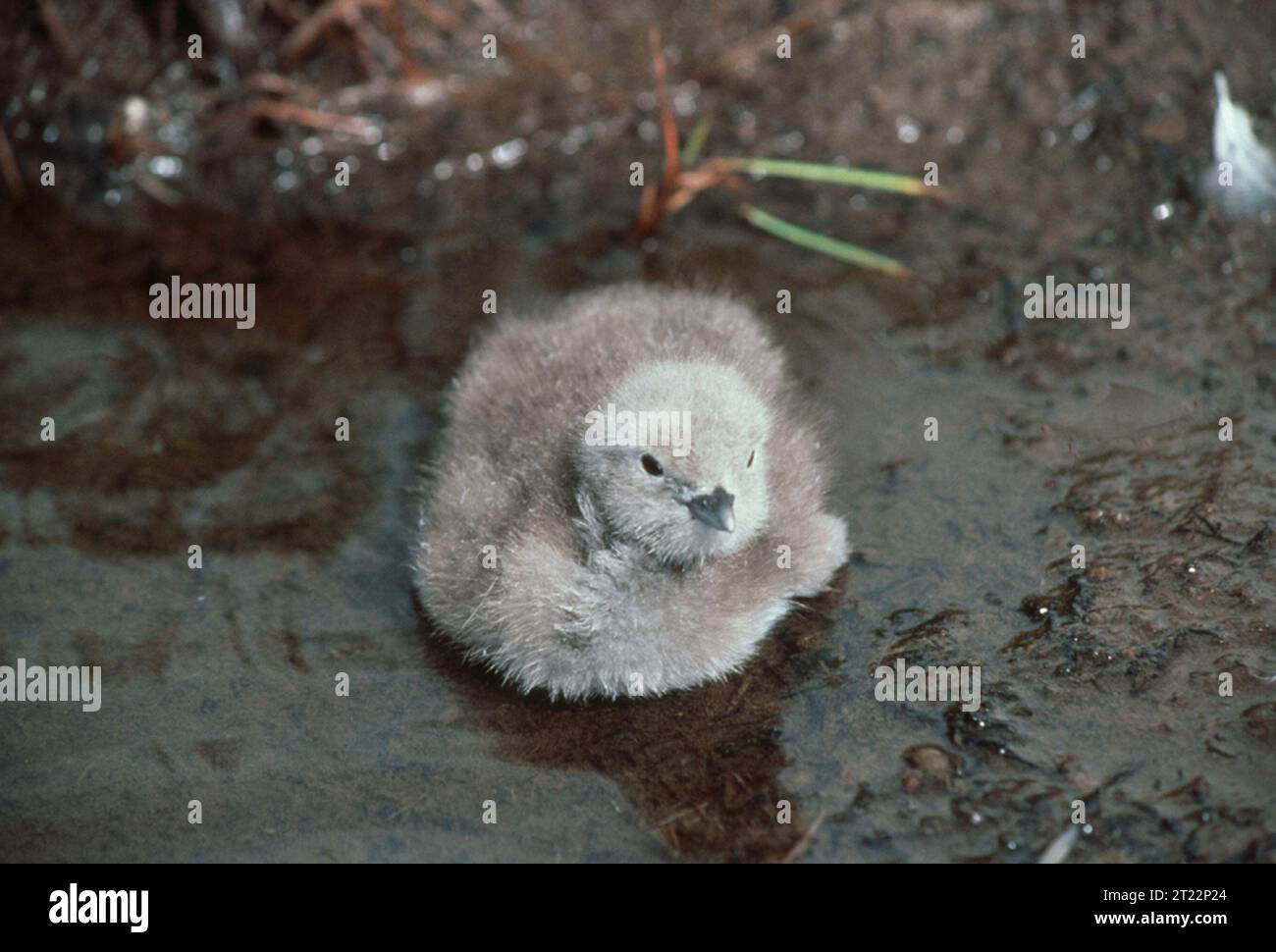 The Pacific Loon chick is a young waterbird that hatches in the ...