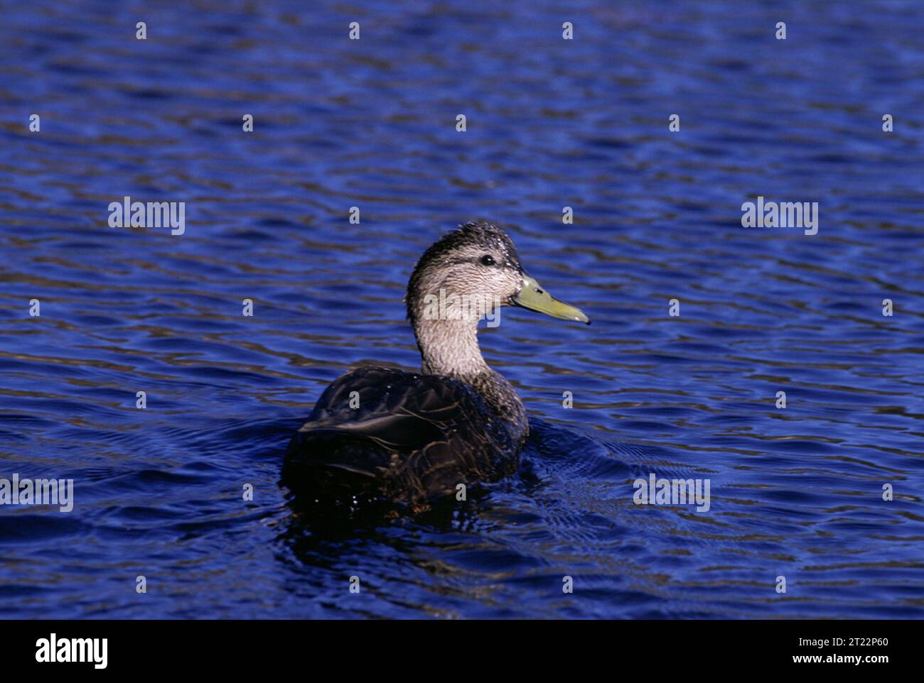 The American black duck is a medium-sized waterfowl species found in ...