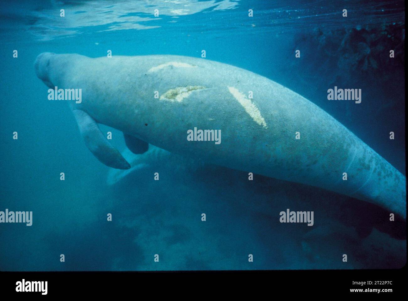 Creator: Boone, Robert K. Subjects: Marine mammals. . 1998 - 2011 Stock ...