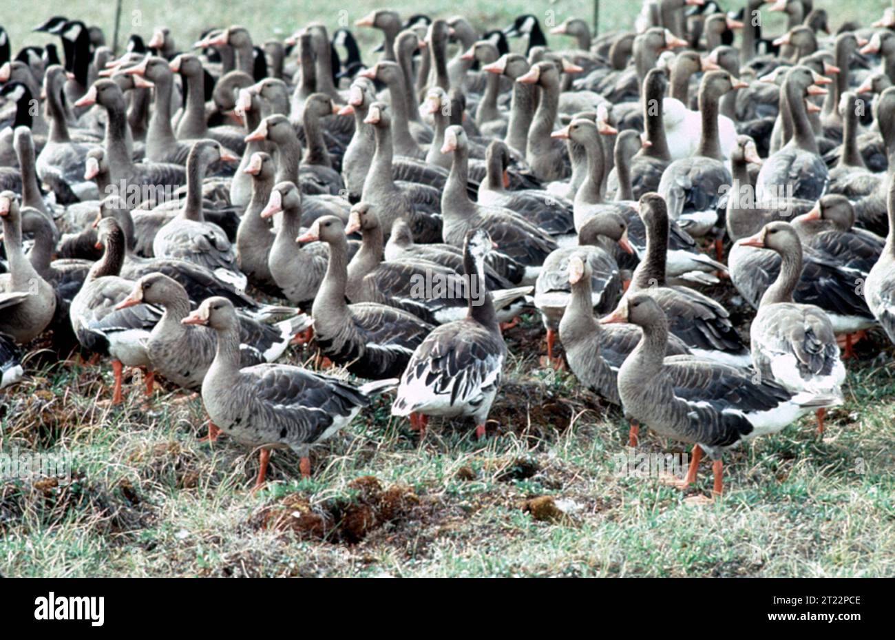 Flightless white-fronted geese, commonly used in bird banding programs ...