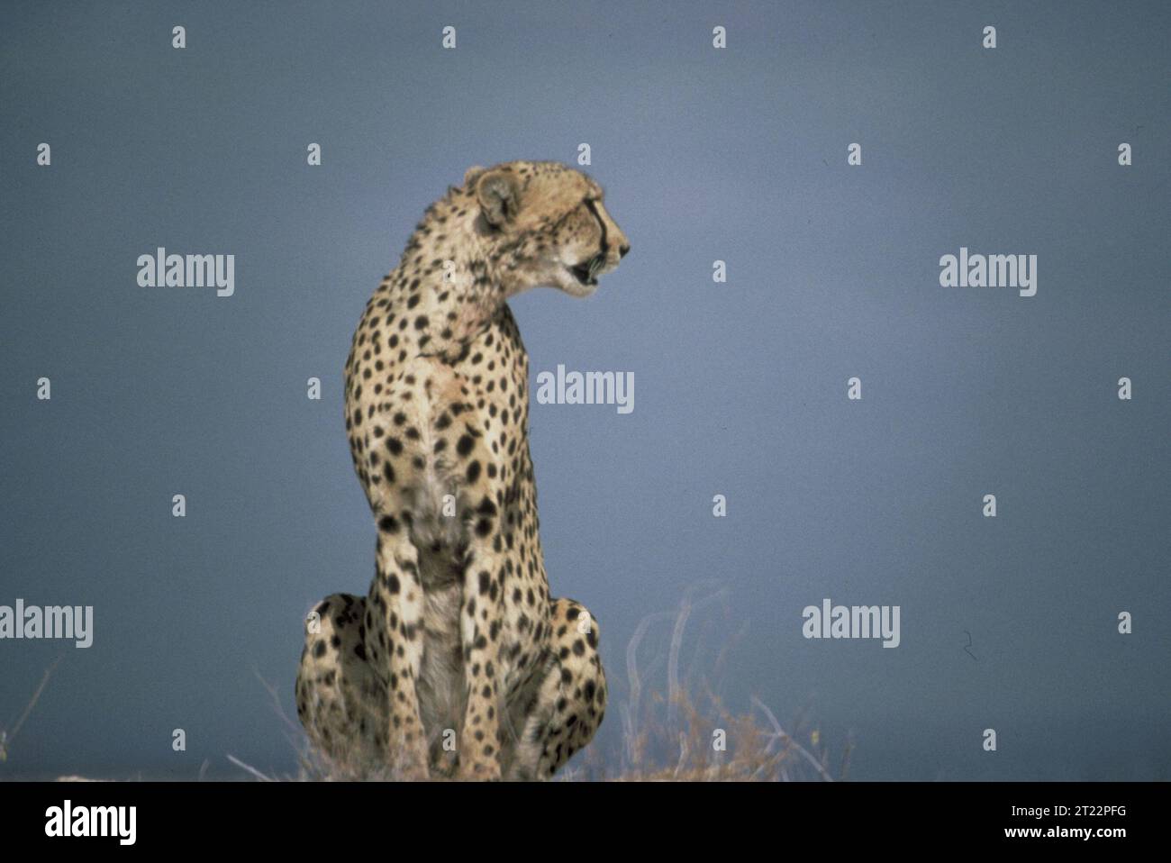 One cheetah sitting. Subjects: Mammals; Predators; Endangered species ...