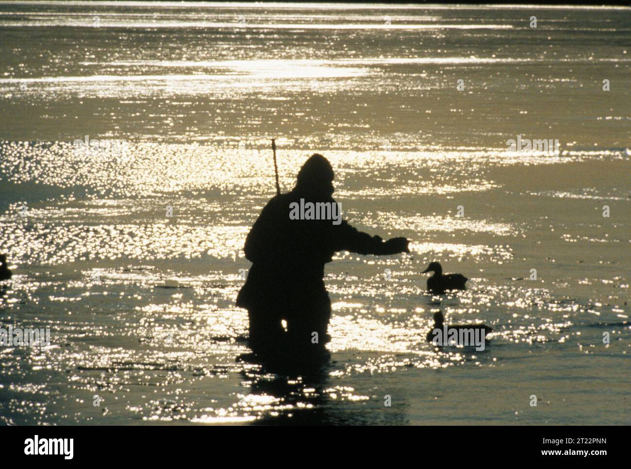 A hunter is setting decoys as part of a hunting recreation activity ...