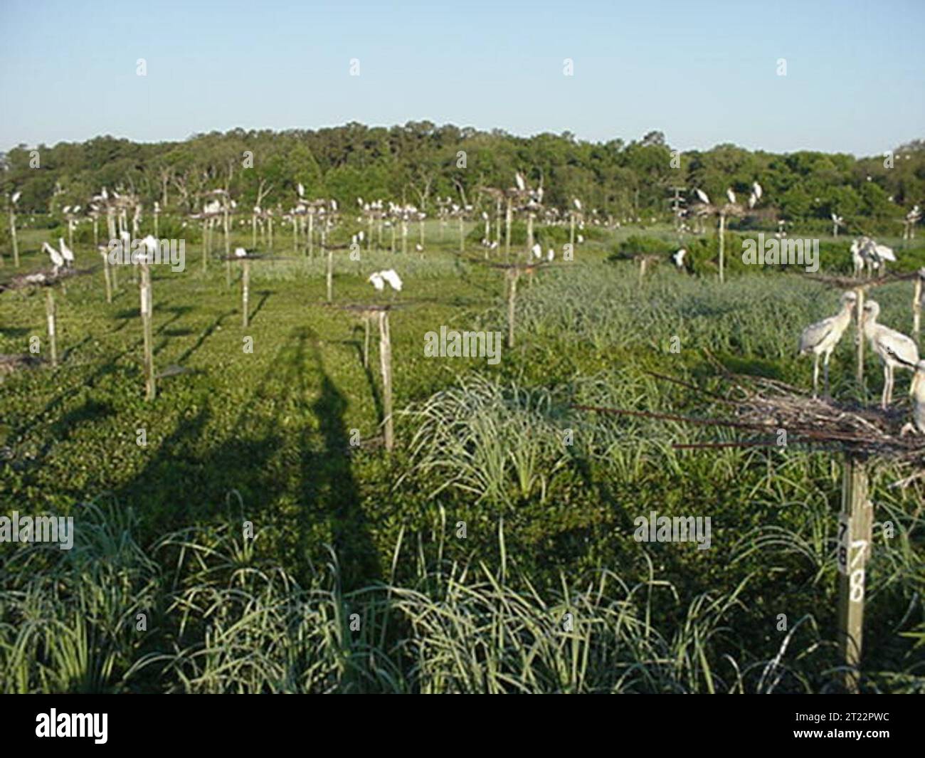 Typical behavior in wetland habitats hi-res stock photography and ...