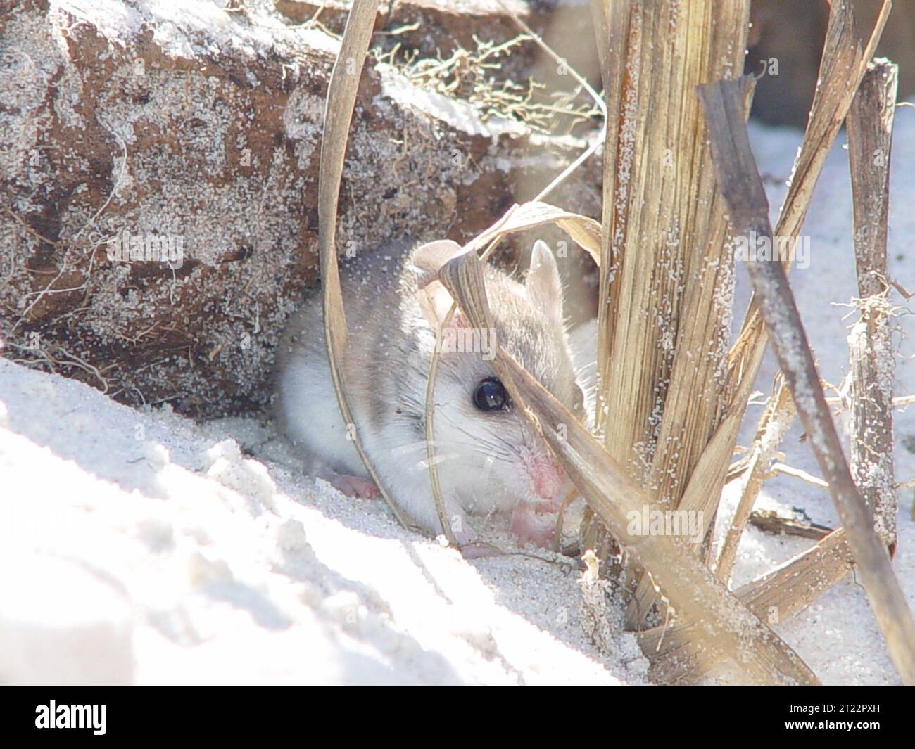 An Alabama beach mouse rests on sandy ground near a rock at Bon Secour ...