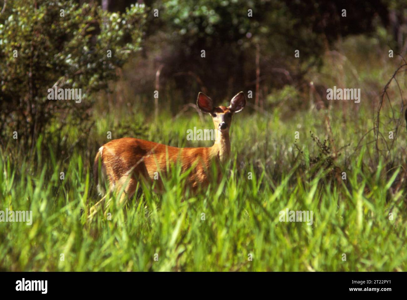 Creator: Youngblood, Fred. Subjects: Mammals; wildlife; animals. . 1998 ... Creator: Youngblood, Fred. Subjects: Mammals; wildlife; animals. . 1998 ...