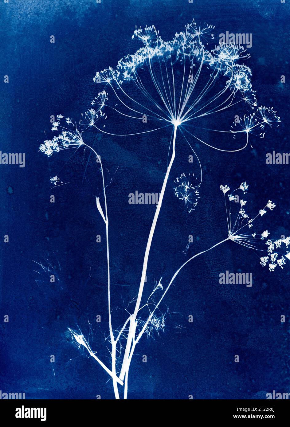 dill seed head silhouette cyanotype alternative photography process ...