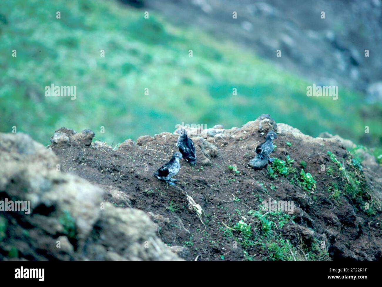 Least auklets, the smallest of the auk species, nest on remote North ...