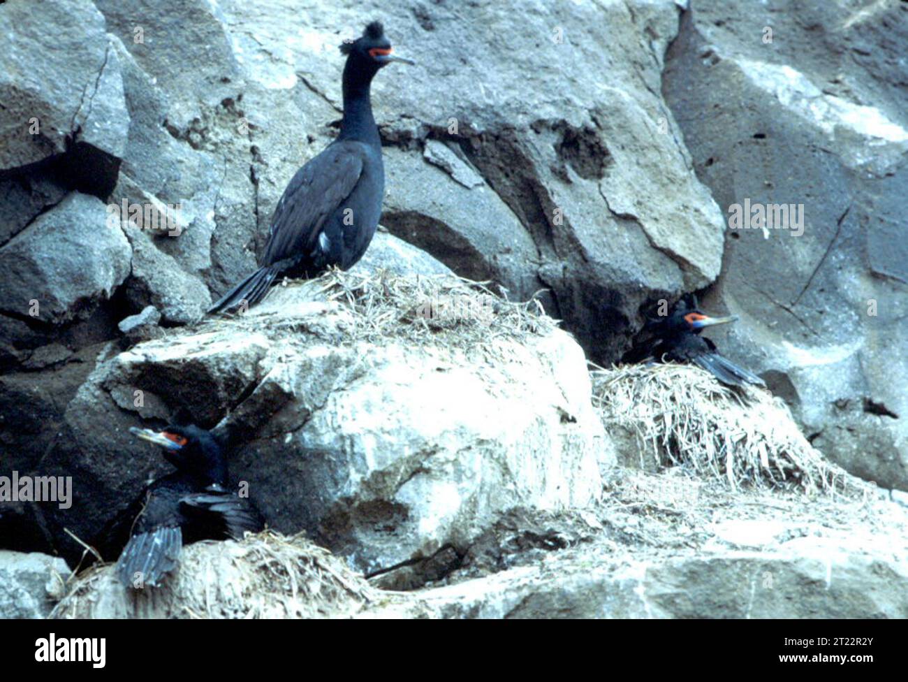 The Red-faced Cormorant is a coastal bird known for its bright red ...