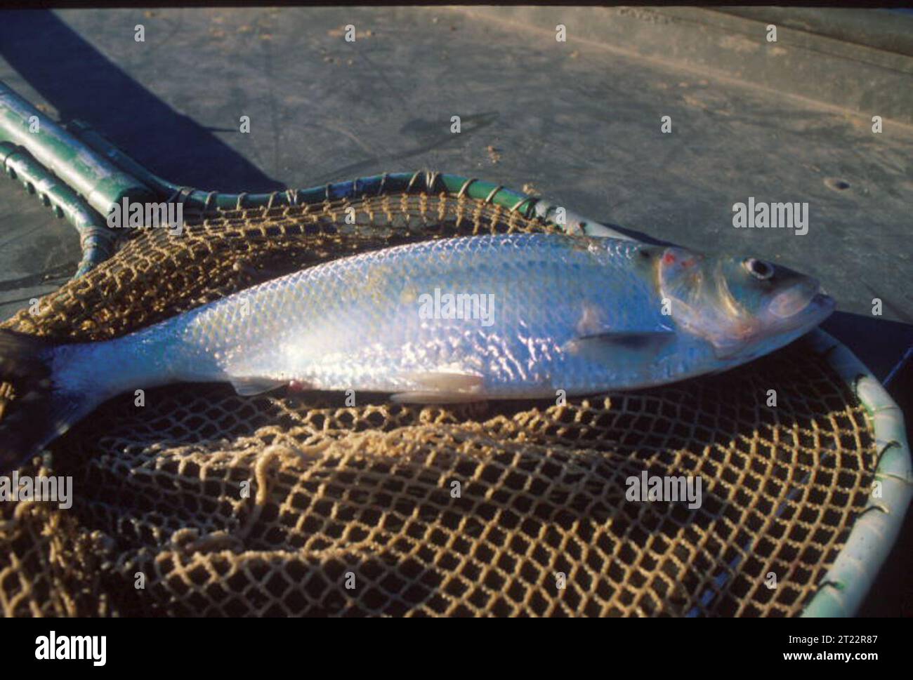 The Shad is a species of fish often caught in nets during seasonal runs ...