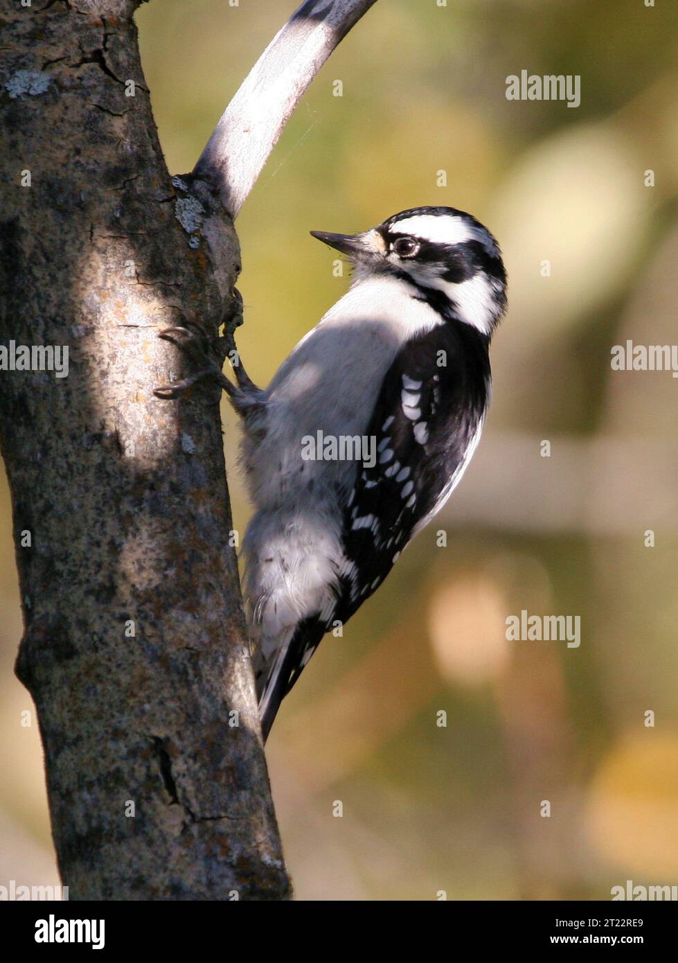Photo was taken at BLM Campbell Tract, Anchorage, Alaska. Subjects ...