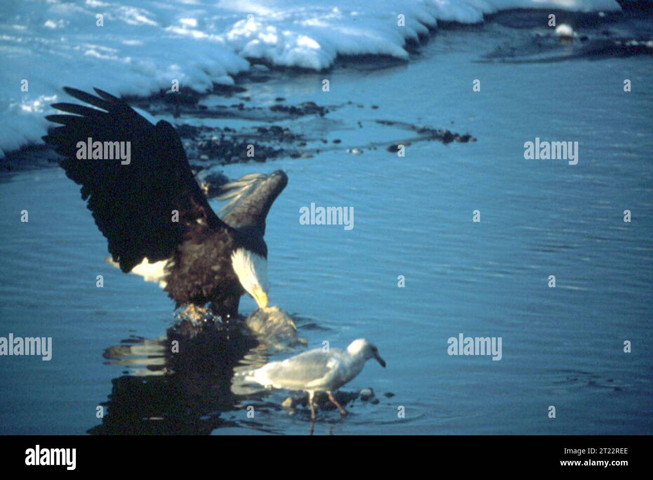 Habitat near water sources hi-res stock photography and images - Alamy