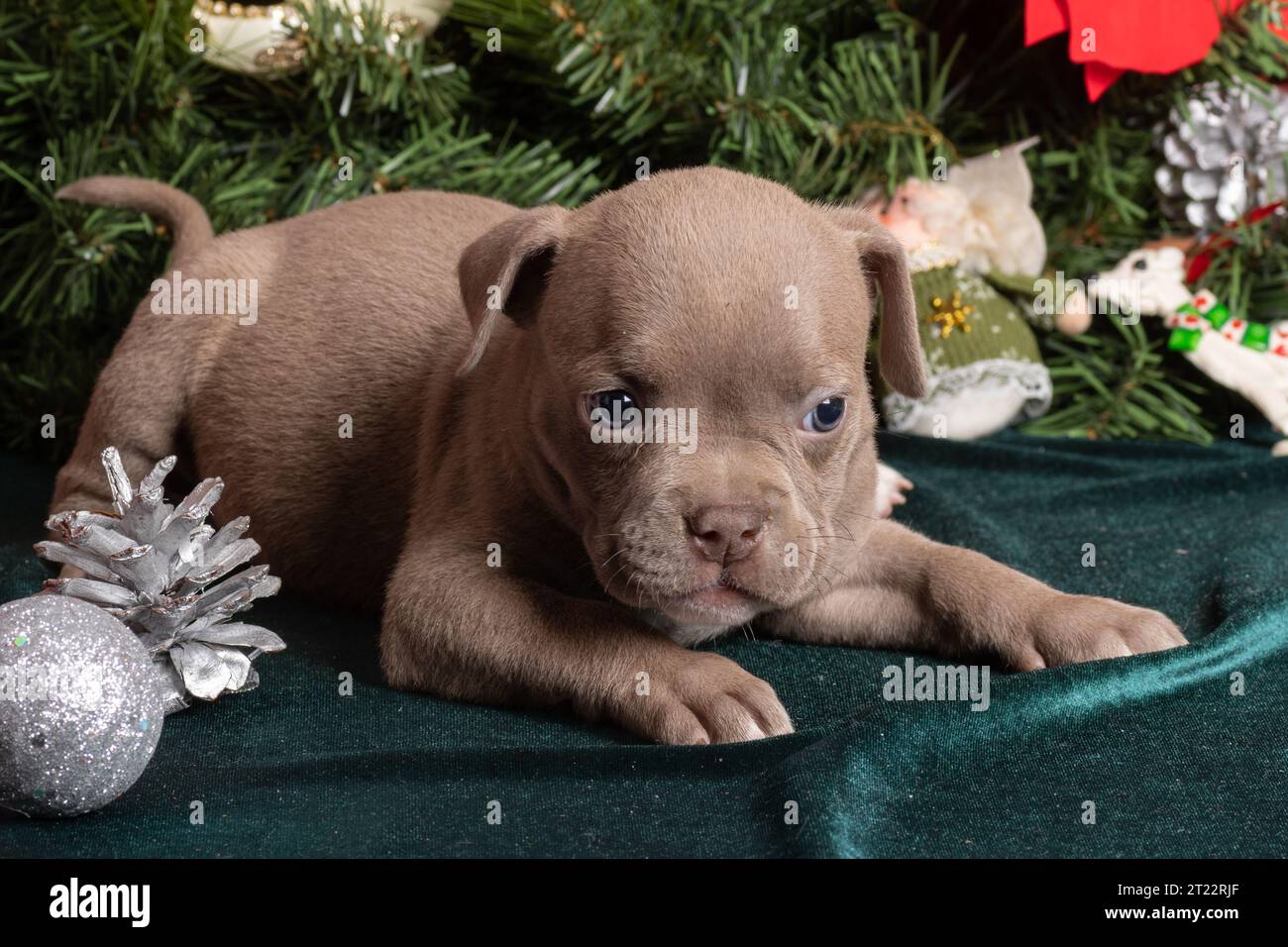 Little cute American Bully puppy lying next to a Christmas tree and ...