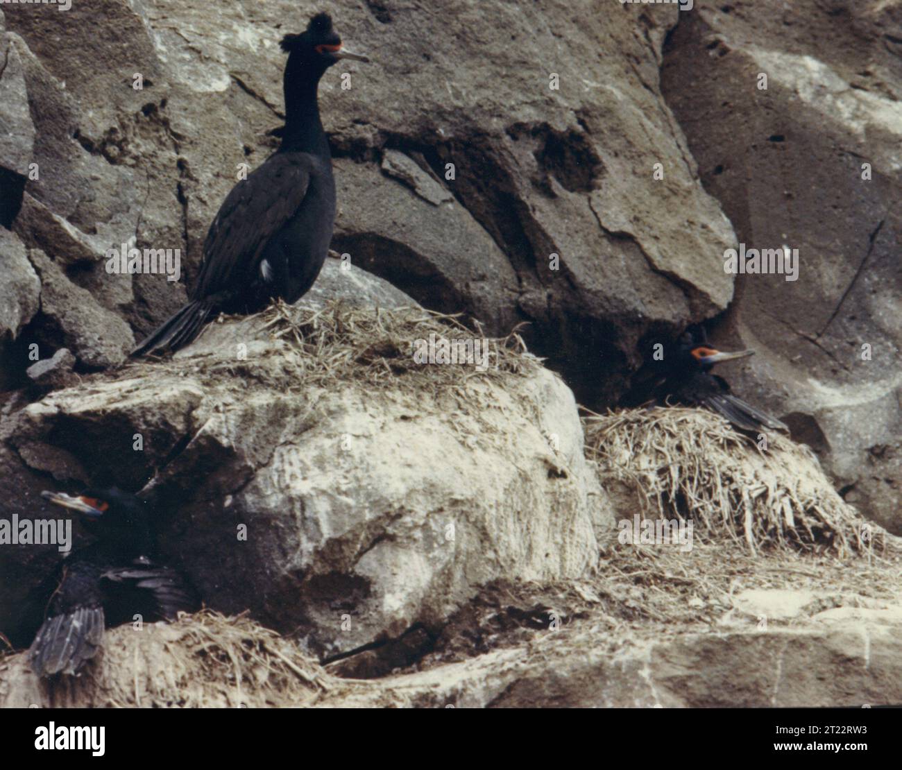 Cormorants nesting on sea cliff. Subjects: Species; Animals; Birds ...