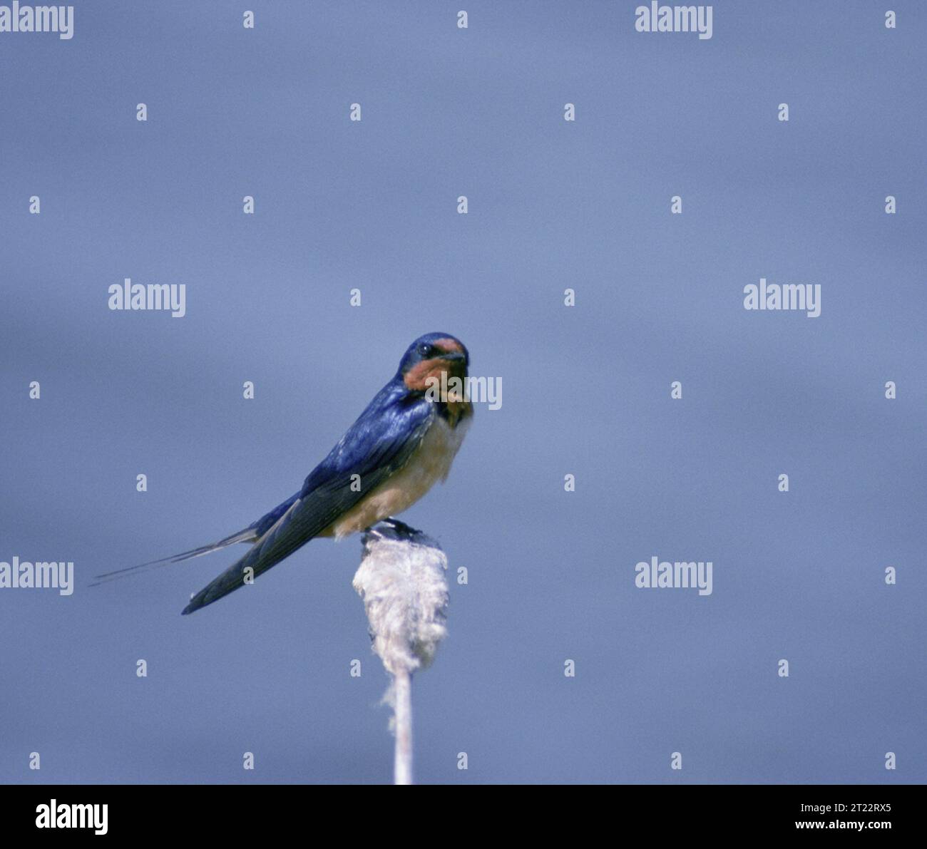 The barn swallow summer range is throughout most of North America ...