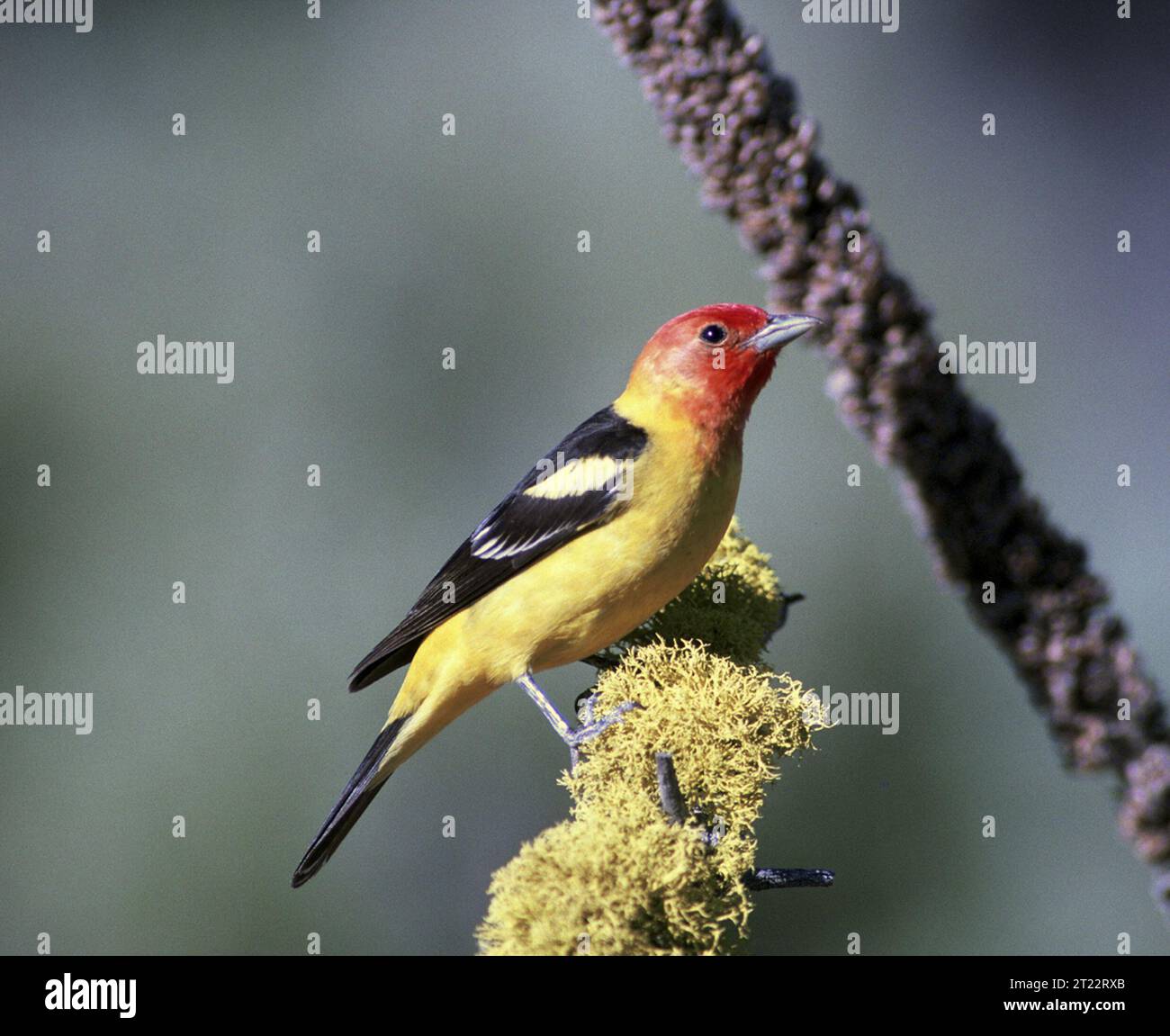First recorded on the Lewis and Clark expedition (1803-1806), the Western tanager prefers open ...