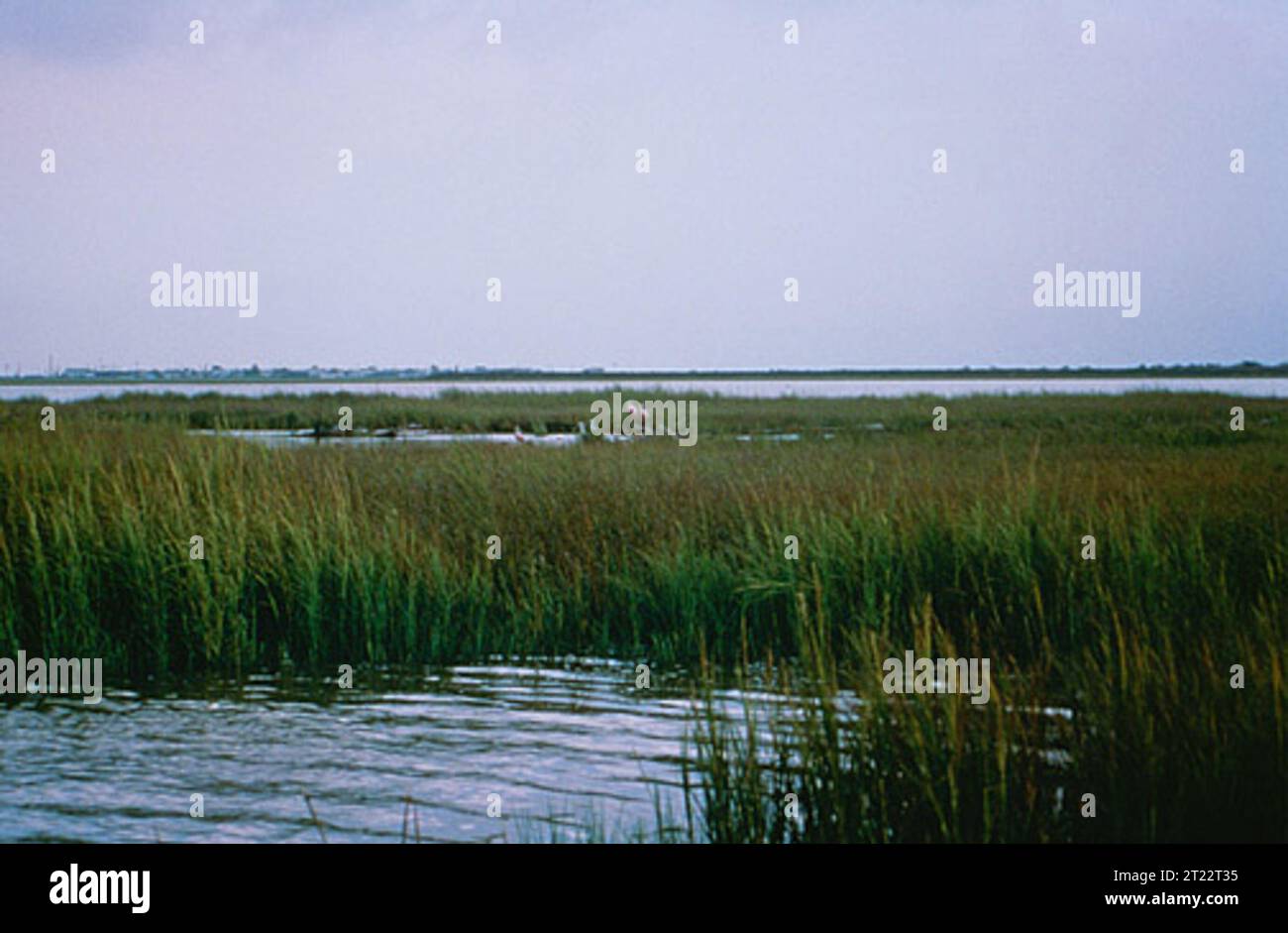 Wetlands. Subjects: Wetlands; Coastal environments; Aquatic ...