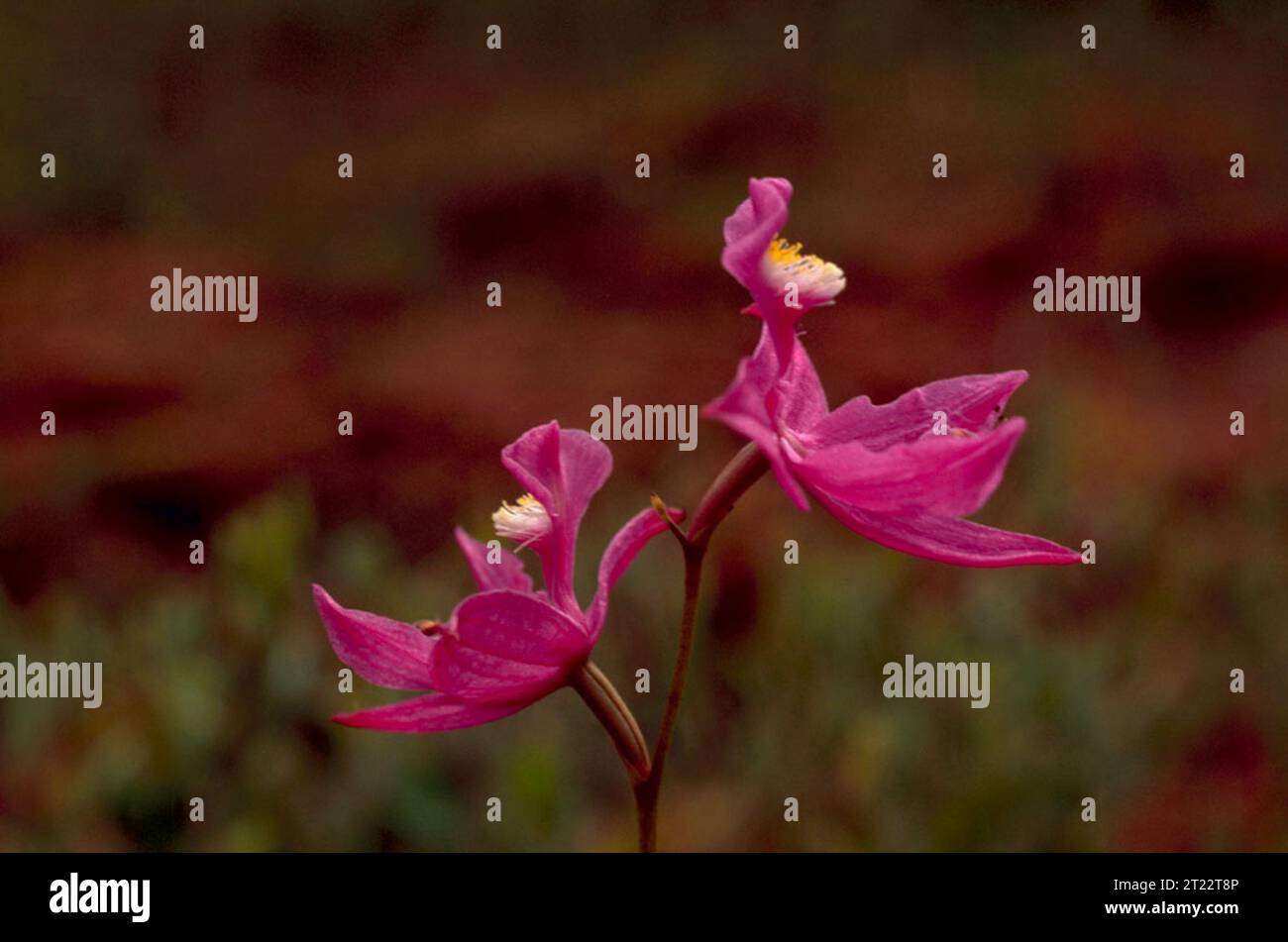 The Calopogon orchid is a rare, flowering plant native to wetland areas ...